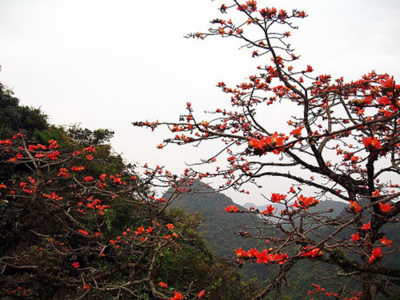 Bombax Ceiba Tree, Edible Red Silk Cotton Fruit 20 Seeds, Deciduous ...