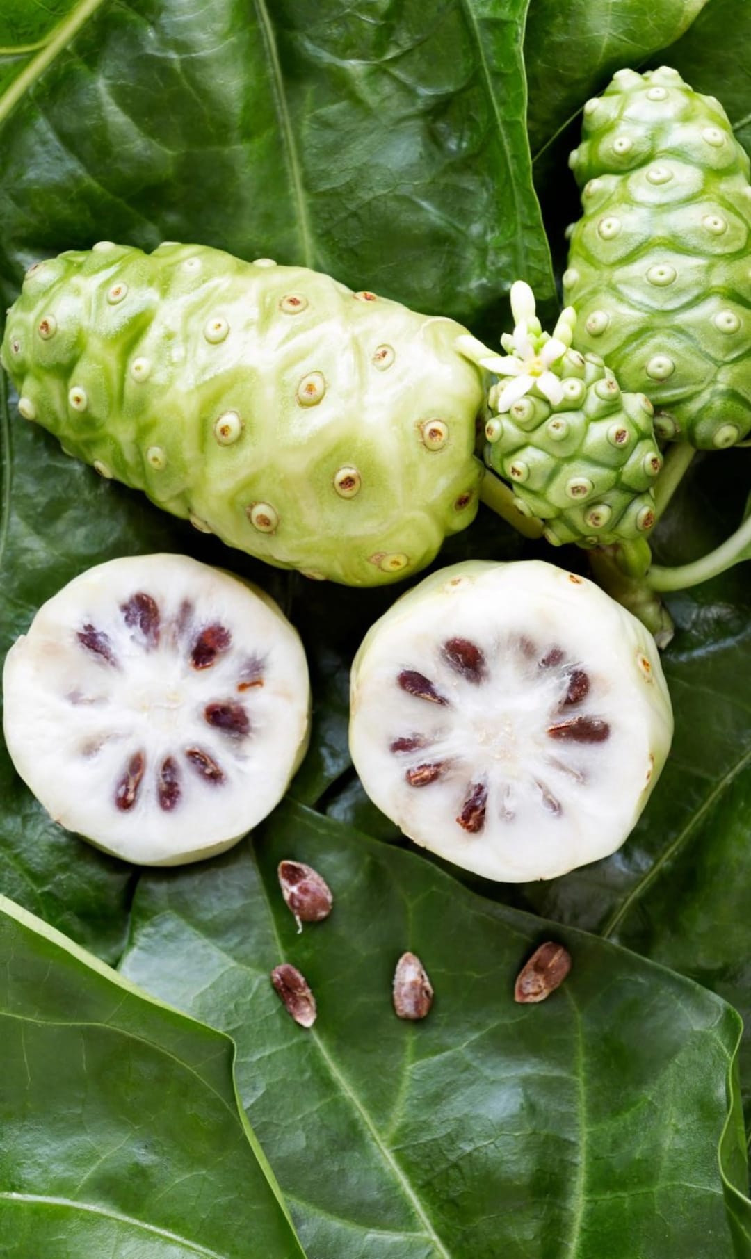 Morinda Citrifolia 15 Seeds, Noni Cheese Fruit Shrub or Small Tree ...