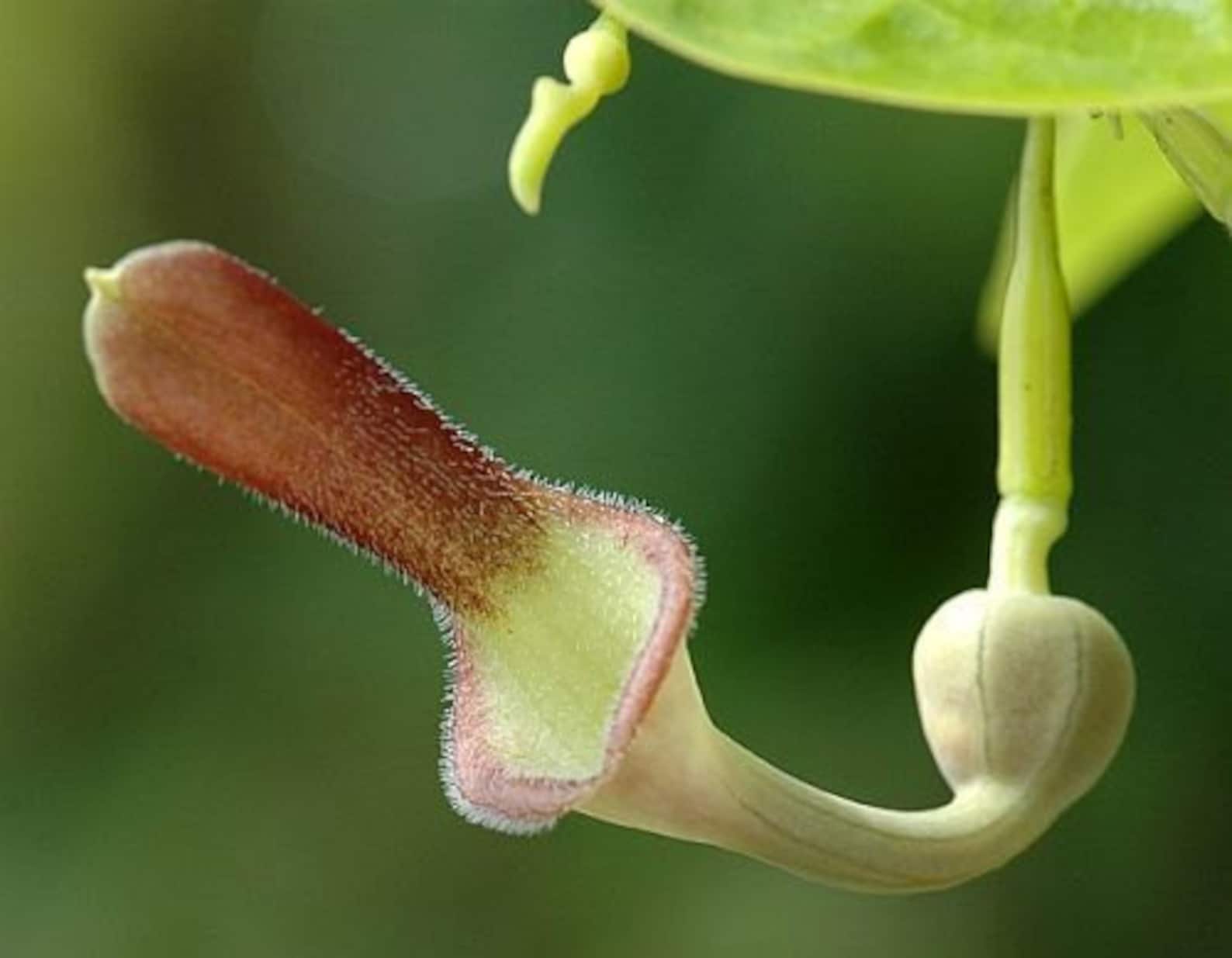 Aristolochia Tagala Vine 10 Seeds Indian Birthwort Medicinal - Etsy