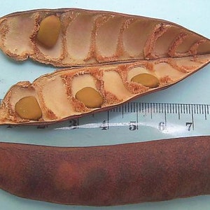 Caesalpinia Pulcherrima 10 Seeds Flowering Shrub Tree, Bird of Paradise ...