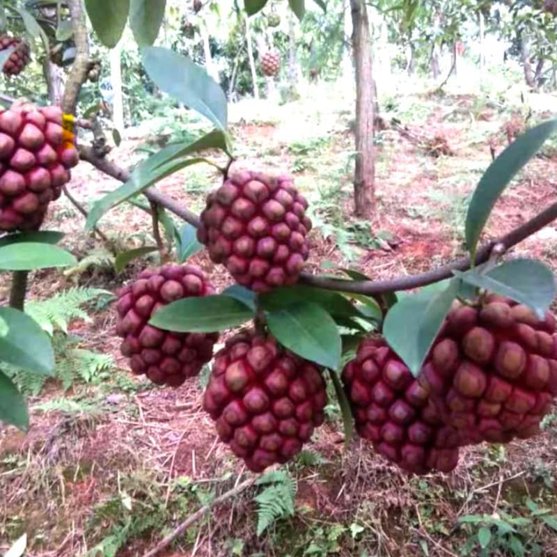 Rare Asian Fruit Tree - Etsy