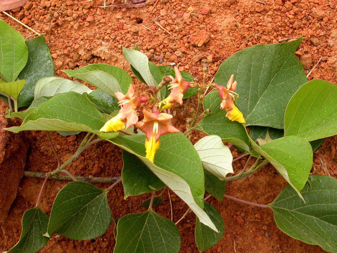 Gmelina Arborea Tree 5-10 Seeds, Gambhari Gamhar Snapdragon, White Teak ...