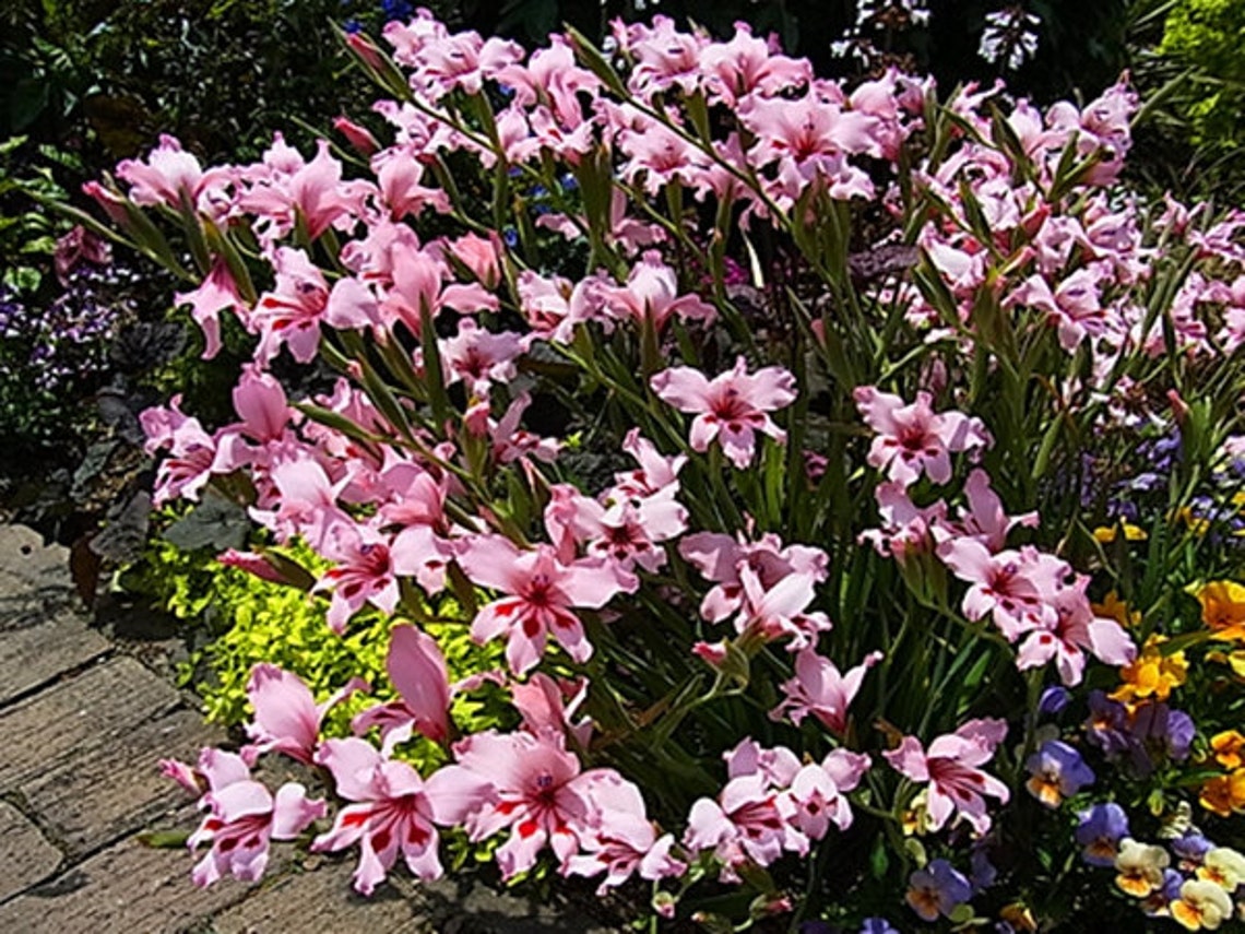 Gladiolus Carneus 8 Seeds, African Painted Lady Flowers, Garden Plants ...