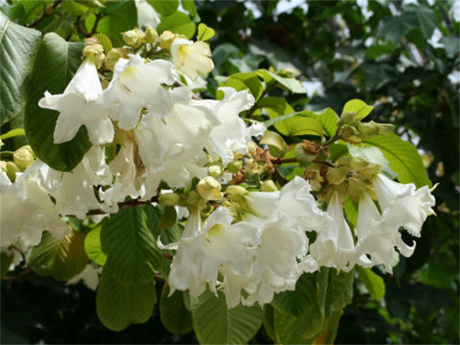 Beaumontia Grandiflora Vine 10 Seeds, Fragrant Easter Lily, Evergreen ...