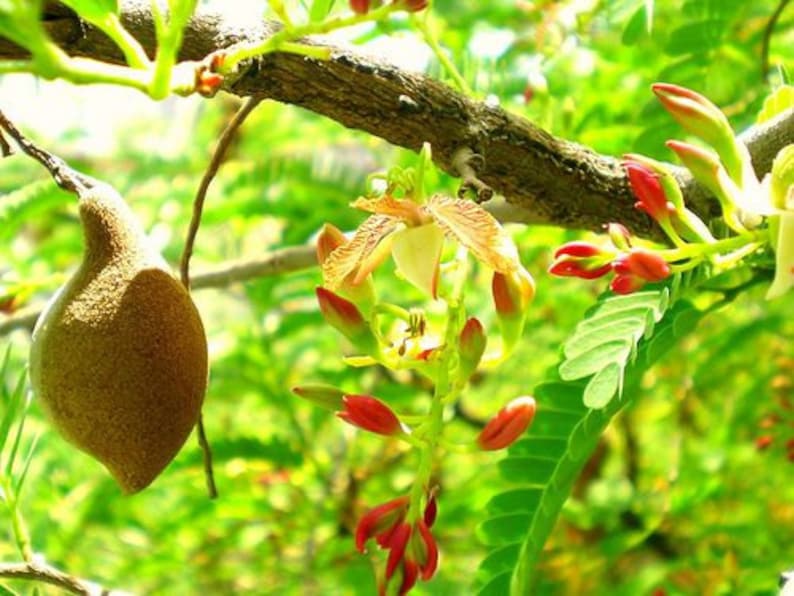 Tamarindus Indica 10 Seeds, Tamarind Fruit and Ornamental Tree, Edible ...