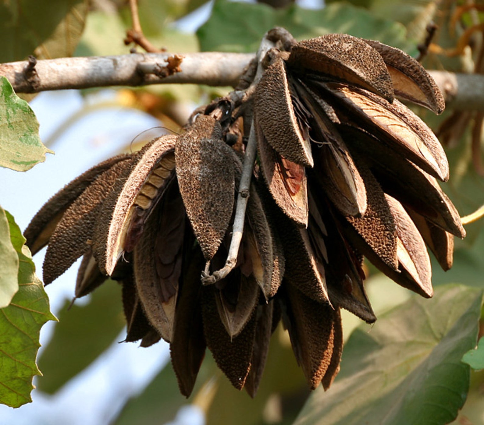Pterospermum Acerifolium 6 Seeds, Bayur Shade Dinner Plate Tree ...