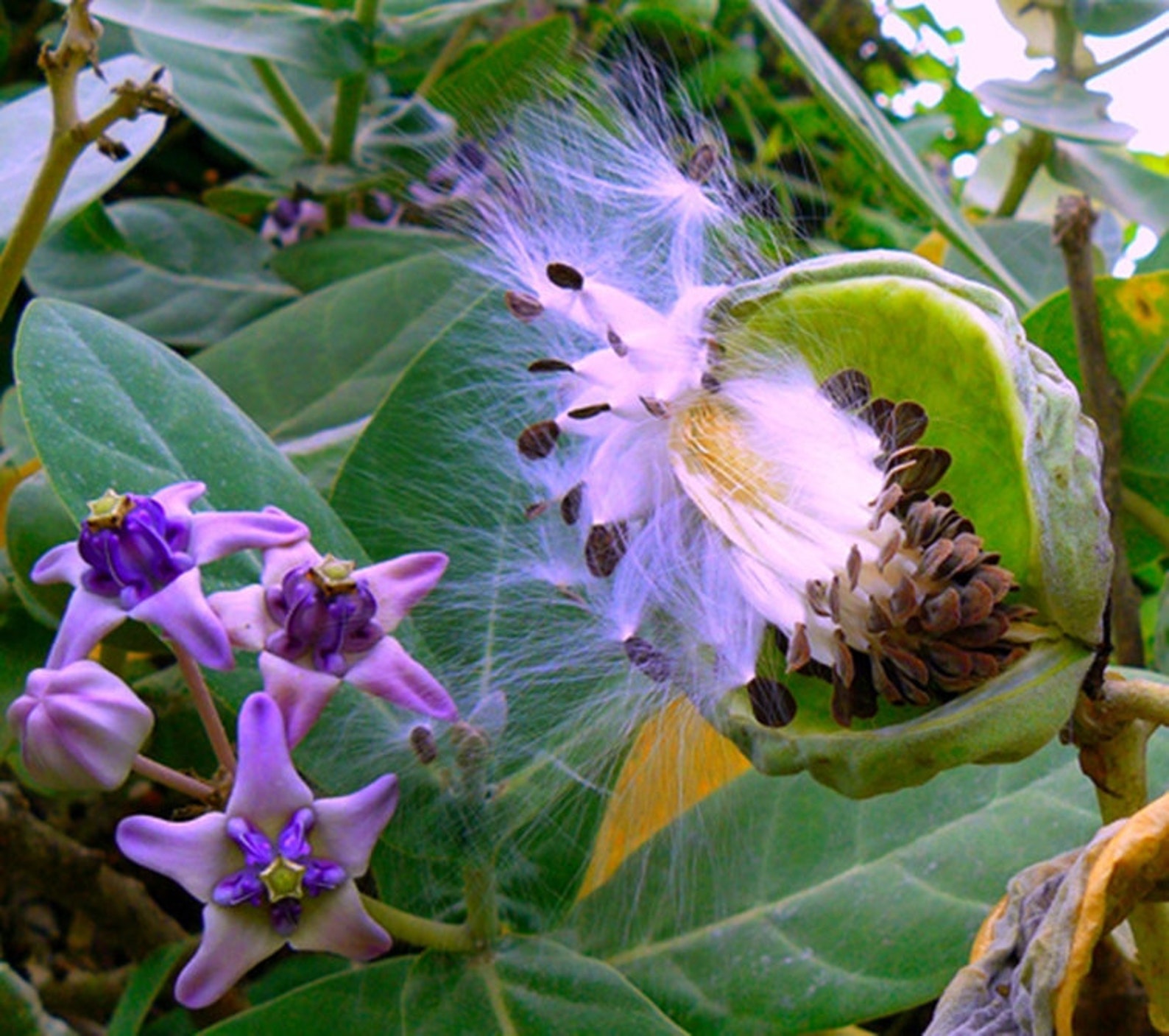 Calotropis Gigantea Shrub 10 Seeds Giant Milkweed Garden | Etsy