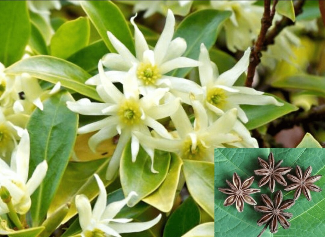 Illicium Verum 20 Seeds, Fragrant Chinese Star Anise Shrub Tree Badian ...