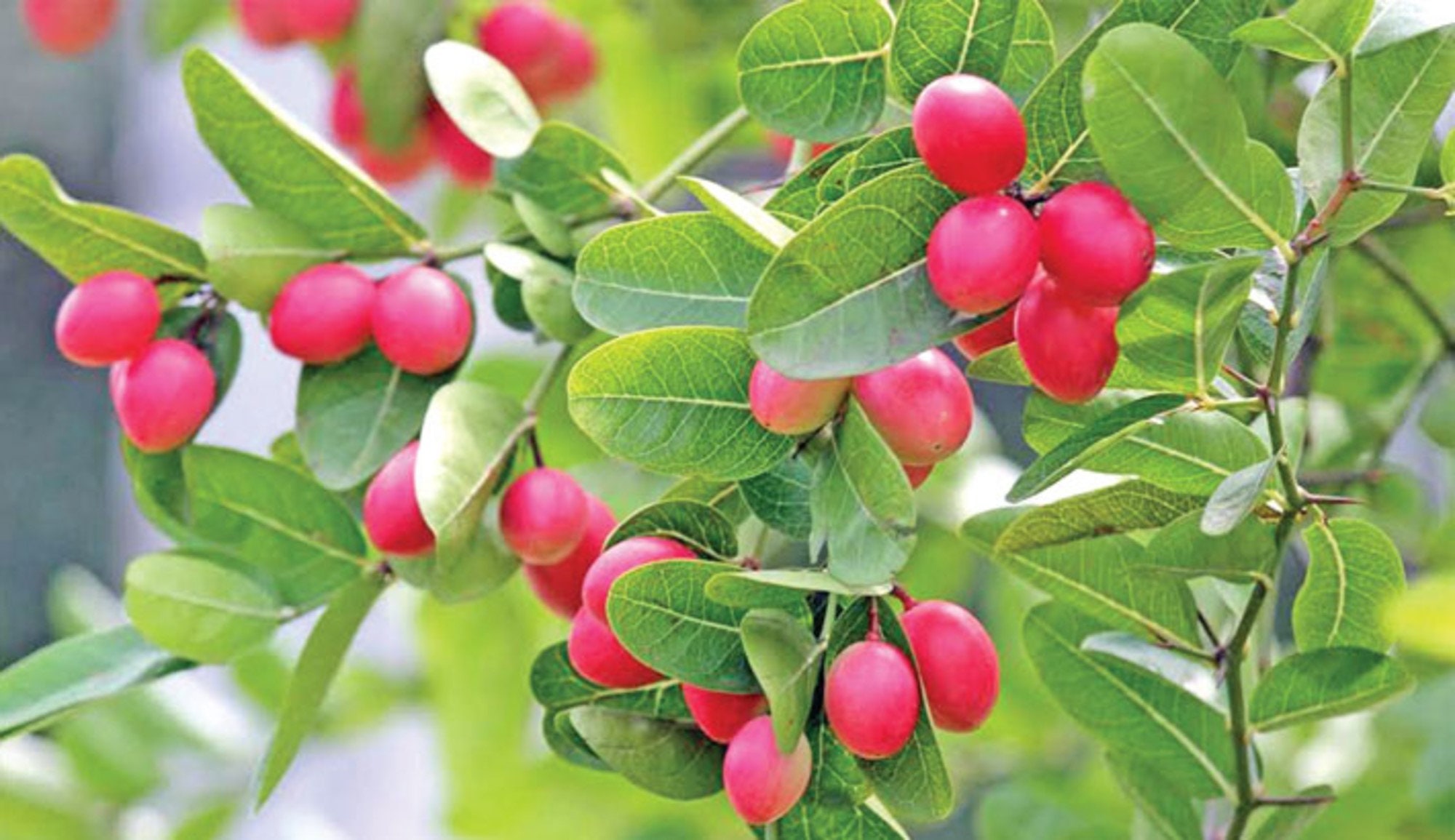 Carissa Carandas 15 Seeds, Edible Fruit Karonda Climbing Garden Shrub ...