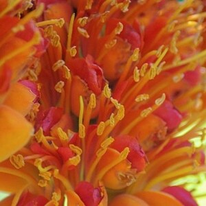 Colvillea Racemosa Tree 8 Seeds, Rich Orange Colville's Glory ...