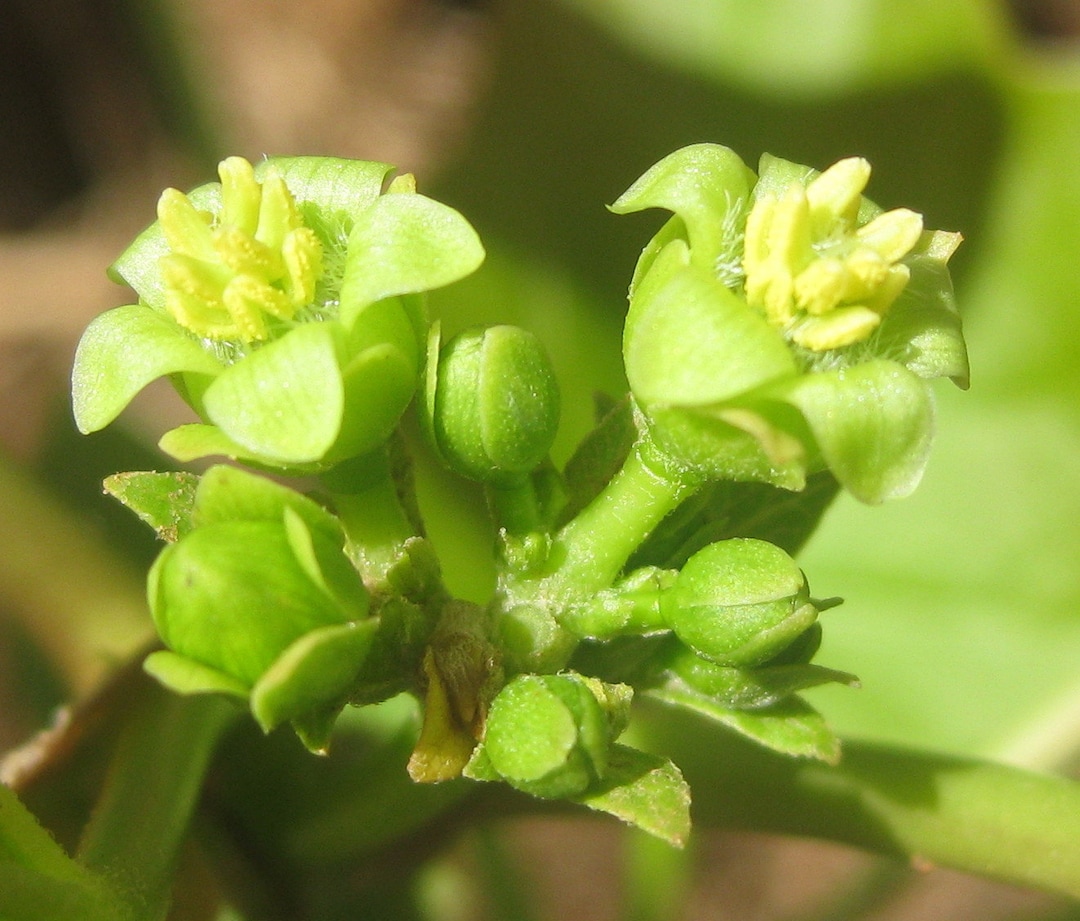 Jatropha Curcas Tree Bio Diesel Fuel Source, Physic Nut 5 Seeds, Cash ...