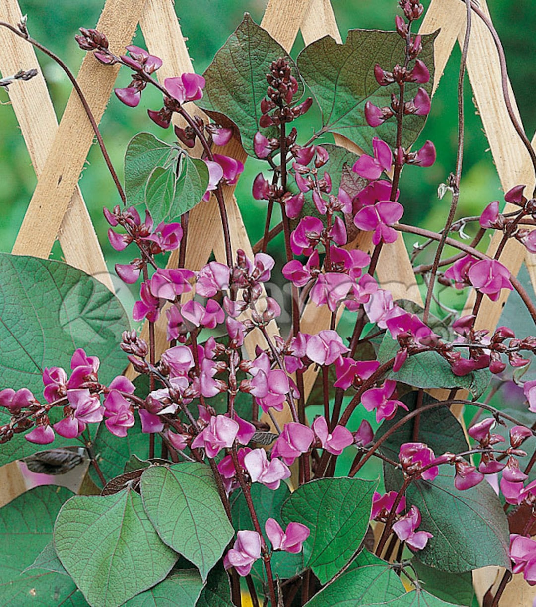 Lablab Purpureus 10 Seeds, Hyacinth Bean, Dolichos Perennial Edible ...
