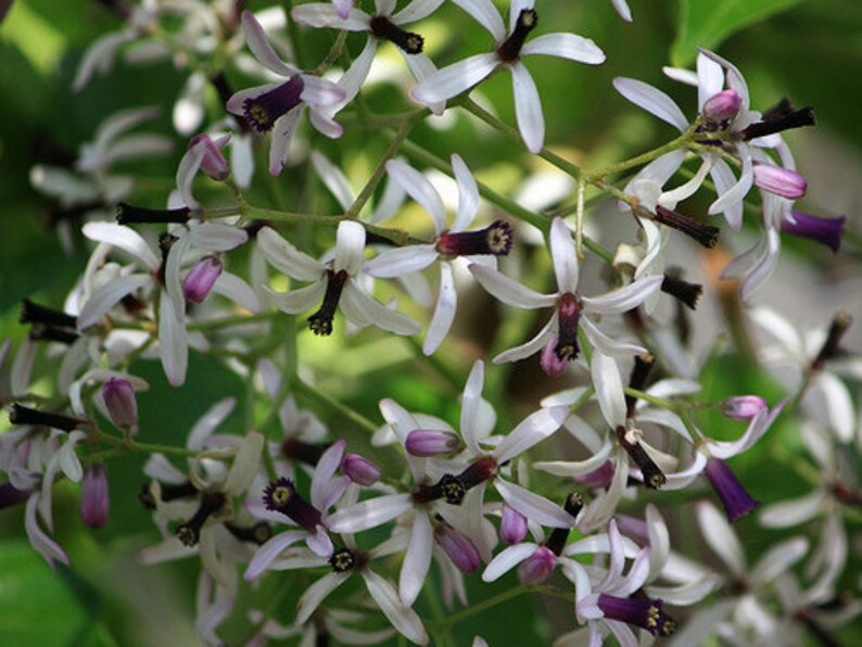 Melia Azedarach Shade Tree 10 Seeds Persian LILAC Fragrant - Etsy