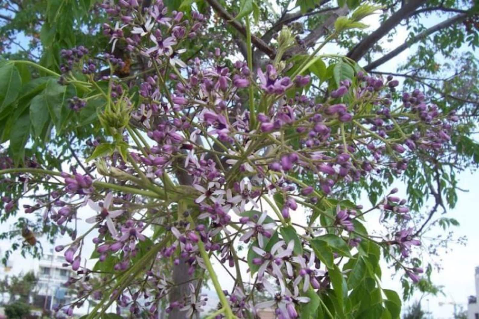 Melia Azedarach Shade Tree 10 Seeds Persian LILAC Fragrant - Etsy