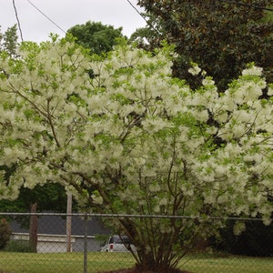 Chionanthus Virginicus Shrub Tree 10 Seeds, Cold Hardy Fragrant Fringe ...