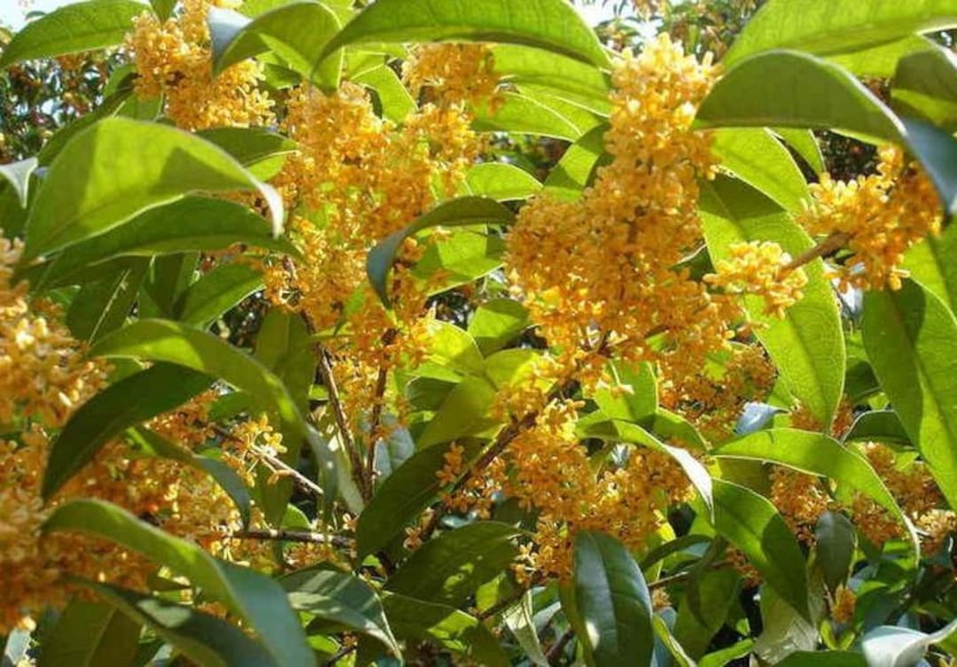 Osmanthus Fragrans Yellow 5 Seeds, Very Fragrant Sweet Olive, Cold ...