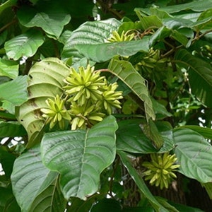 Camptotheca Acuminata 10 Seeds, the Happy Tree, Tree of Life Herb - Etsy