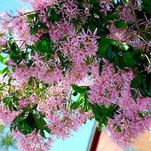 Calodendrum Capense 4 Seeds, African Cape Chestnut Fragrant Landscaping ...