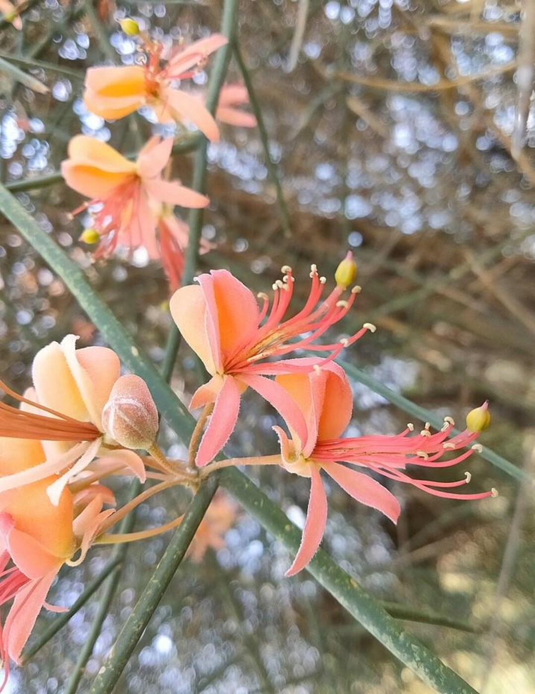 Capparis Decidua 10 Seeds, Karira Edible Bare Caper Vining Shrub Small ...