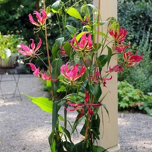Gloriosa Rothschildiana Glory Garden Vine 10 Seeds, Climbing Flame Lily ...