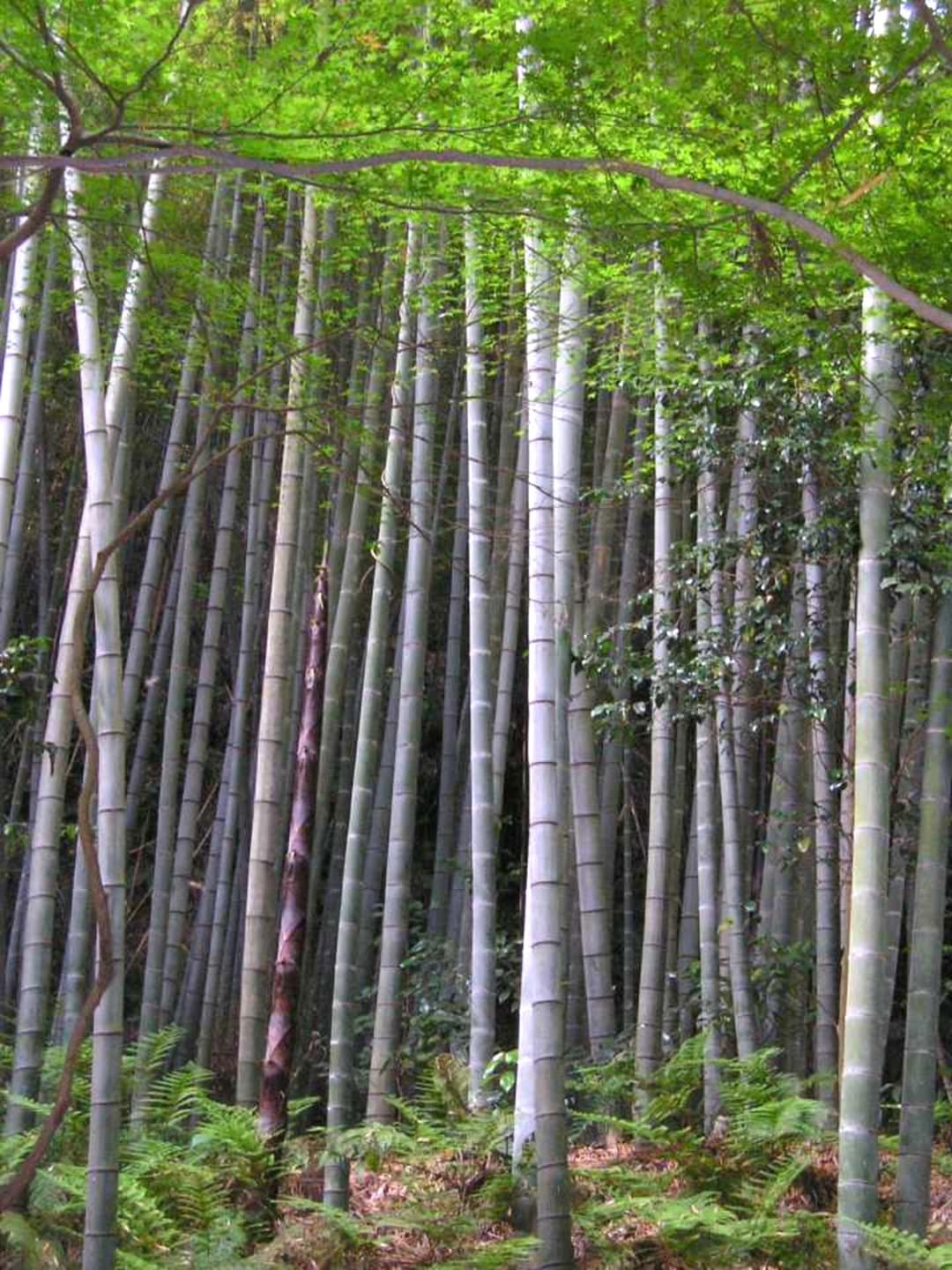 Phyllostachys Edulis 20 Seeds, Edible Giant Timber Moso Bamboo - Etsy