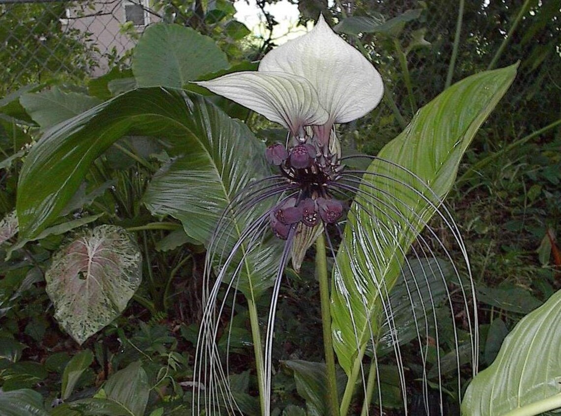 Tacca Nivea White 10 Seeds, Devil’s Whiskers, White Bat Flower House ...