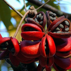 Sterculia Foetida Tree 5 Seeds, Java Olive, Wild Indian Almond, Multi ...