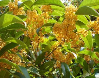Osmanthus Fragrans Yellow 5 Seeds, Very Fragrant Sweet Olive, Cold ...