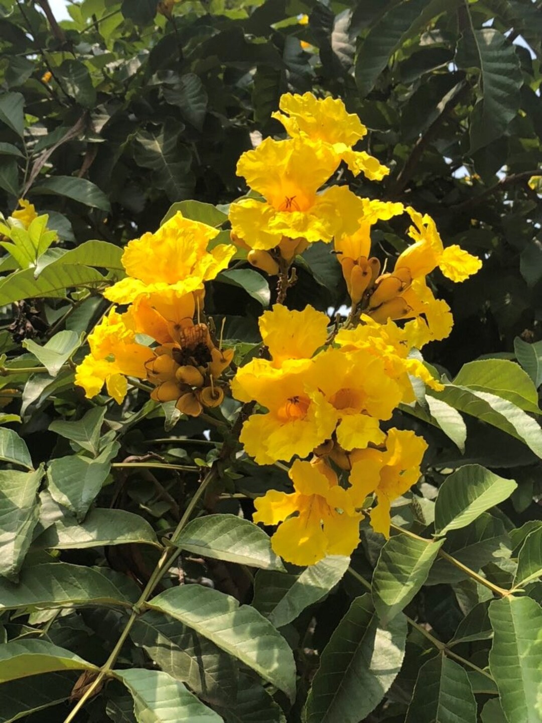 Markhamia Lutea 20 Seeds, Nile Tulip Trumpet or Siala Shrub or Small ...
