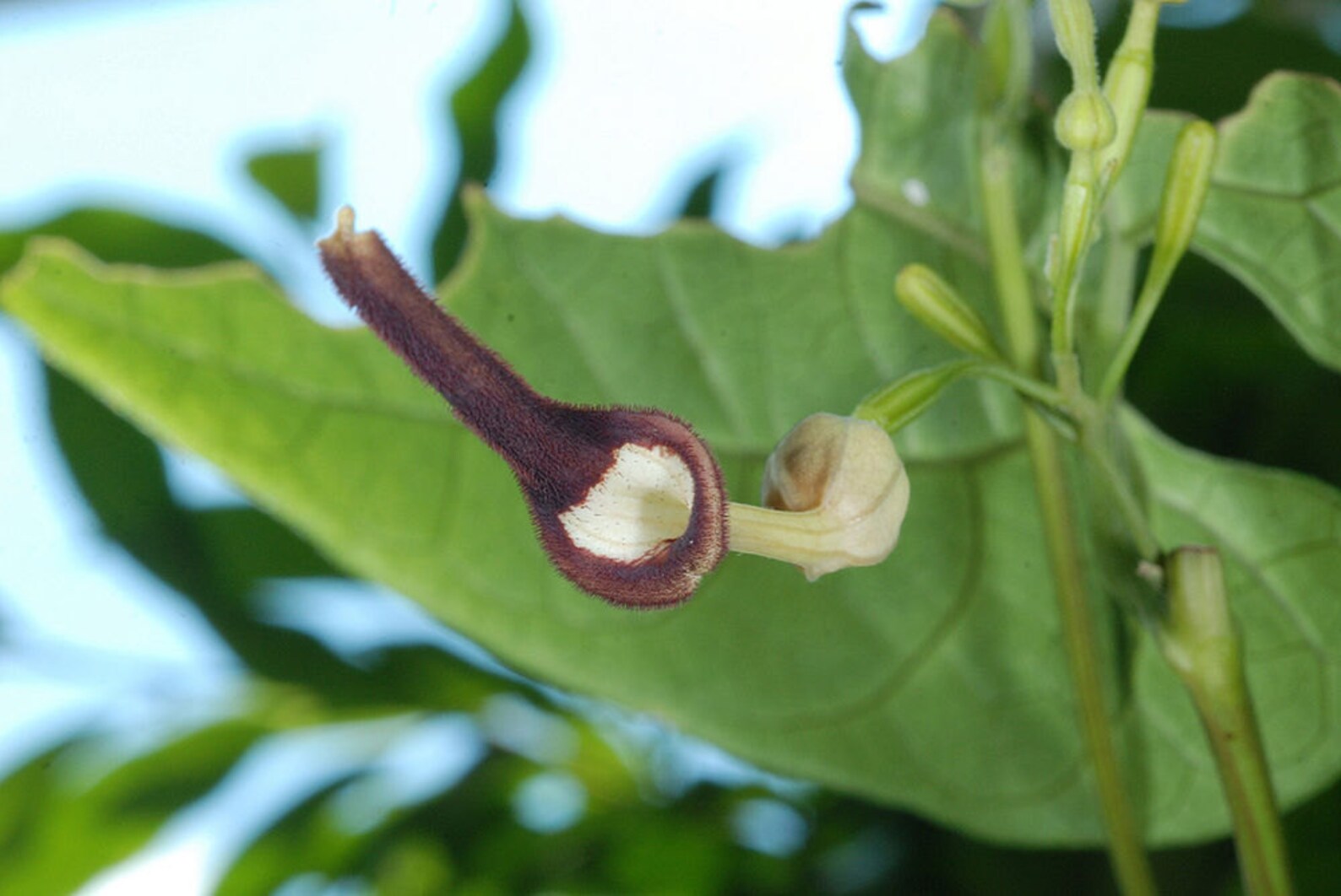 Aristolochia Tagala Vine 10 Seeds Indian Birthwort Medicinal - Etsy