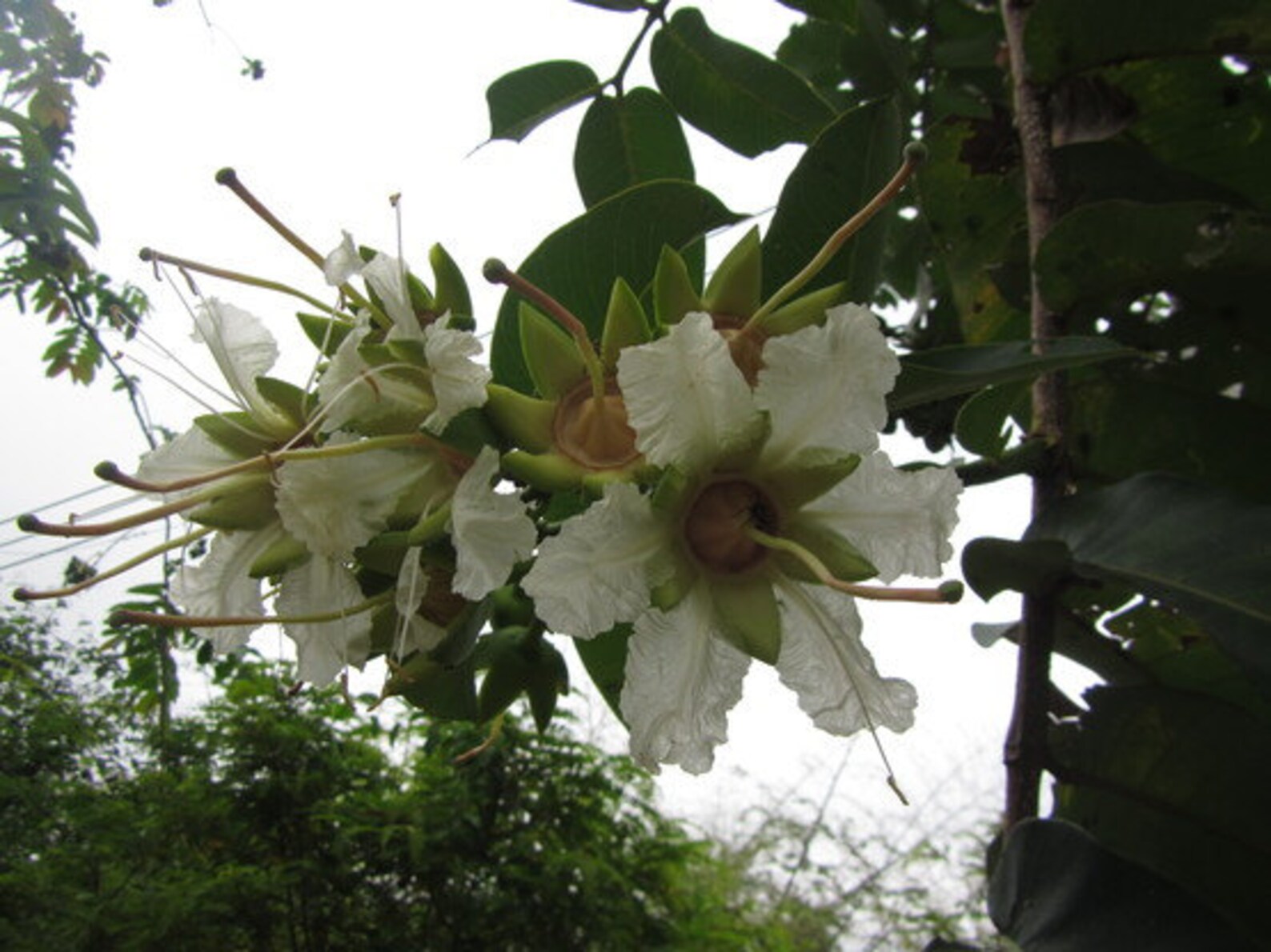 Duabanga Grandiflora Edible Shade Tree 100 Seeds Rare - Etsy