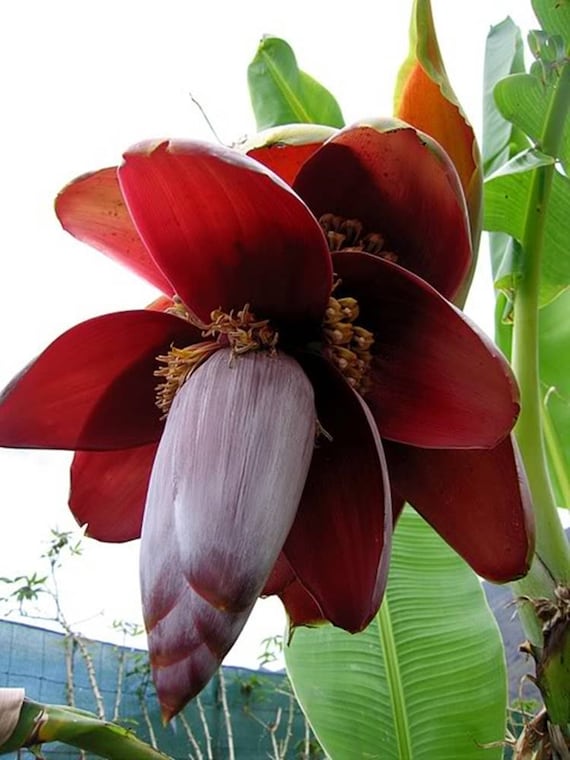 Musa Balbisiana 10 Seeds Wild Banana Fruit Berry Tree Garden - Etsy