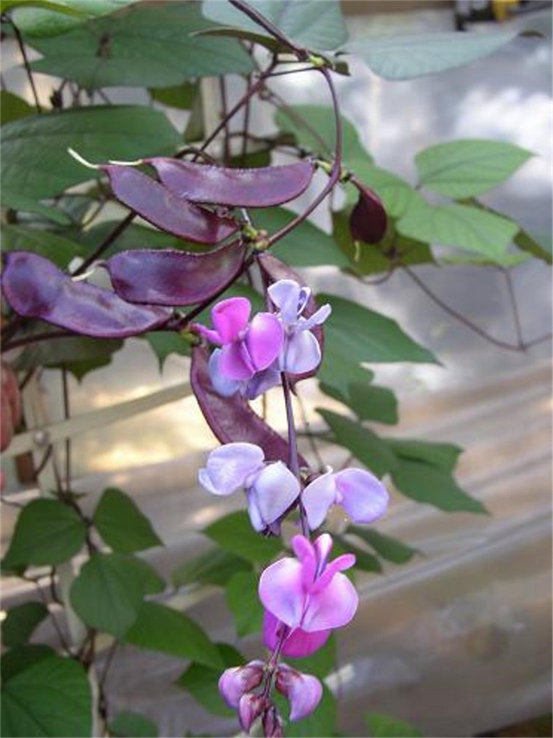 Lablab Purpureus 10 Seeds, Hyacinth Bean, Dolichos Perennial Edible ...