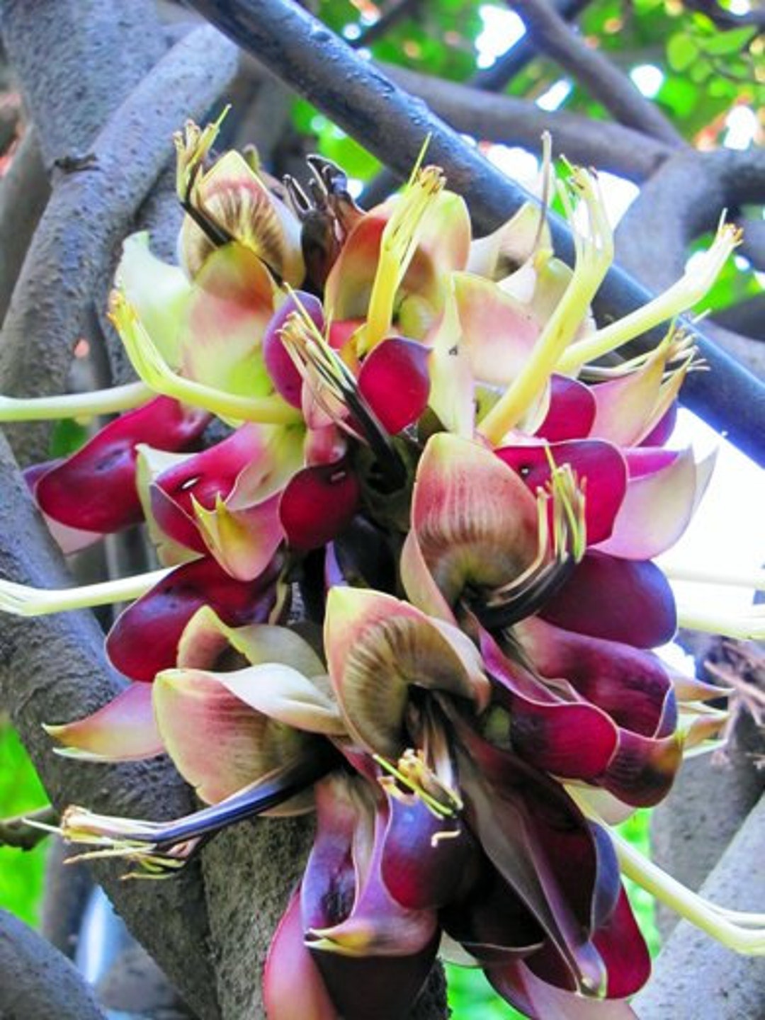 Mucuna Macrocarpa Vine Seed, Rare Rusty Leaf Muunai Beads, Long Fruited ...