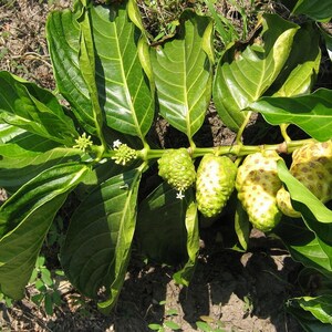 Morinda Citrifolia 15 Seeds, Noni Cheese Fruit Shrub or Small Tree ...