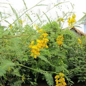 Sesbania Bispinosa 20 Seeds Edible Multi-purpose Shrub Prickly Seban ...