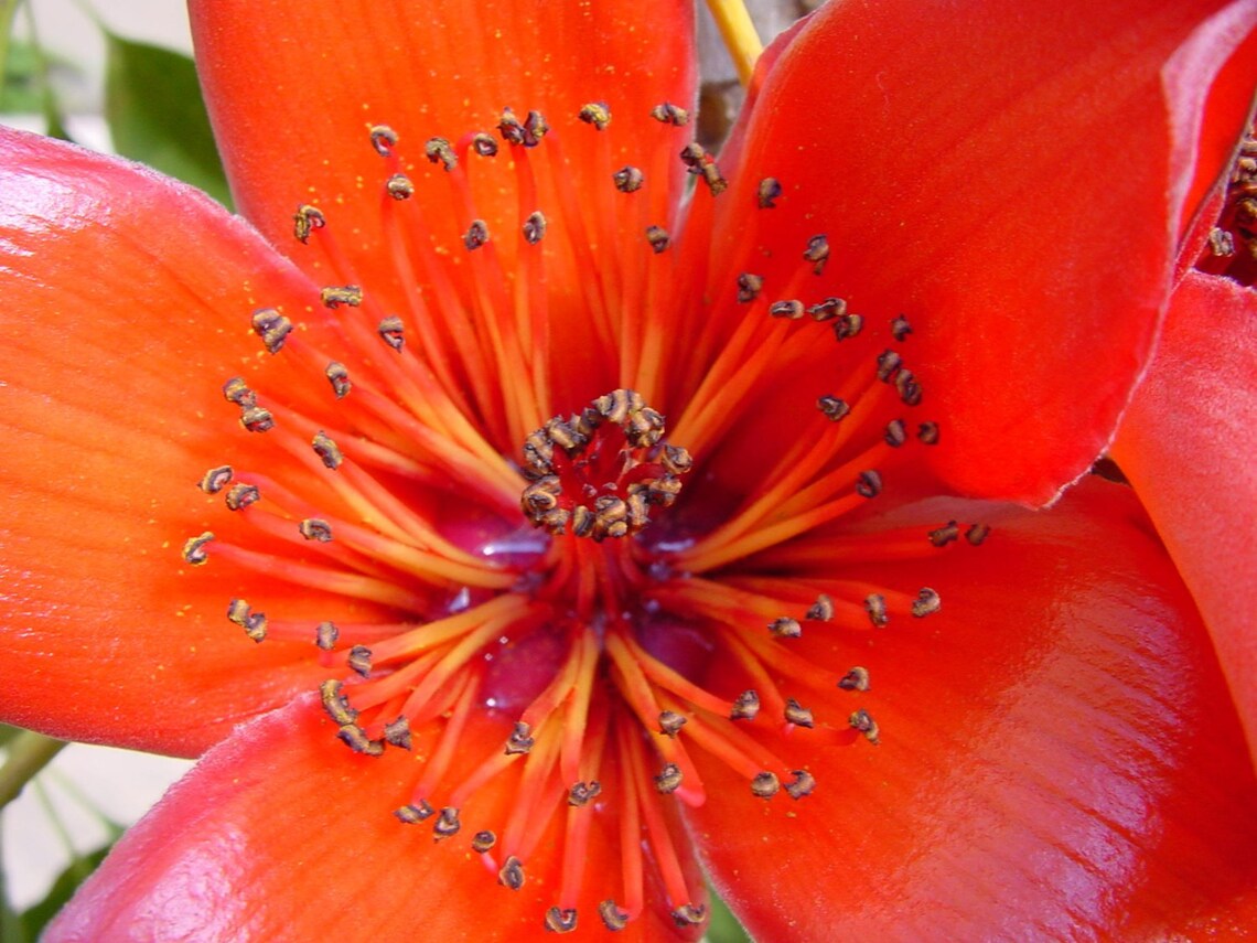Bombax Ceiba Tree, Edible Red Silk Cotton Fruit 20 Seeds, Deciduous ...