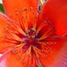 Bombax Ceiba Tree, Edible Red Silk Cotton Fruit 20 Seeds, Deciduous ...