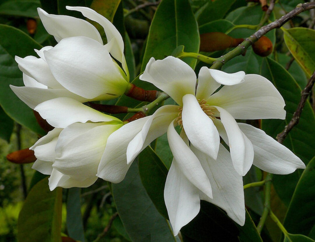 Michelia Excelsa Tree, the Temple Magnolia Doltsopa 10 Seeds, Very ...