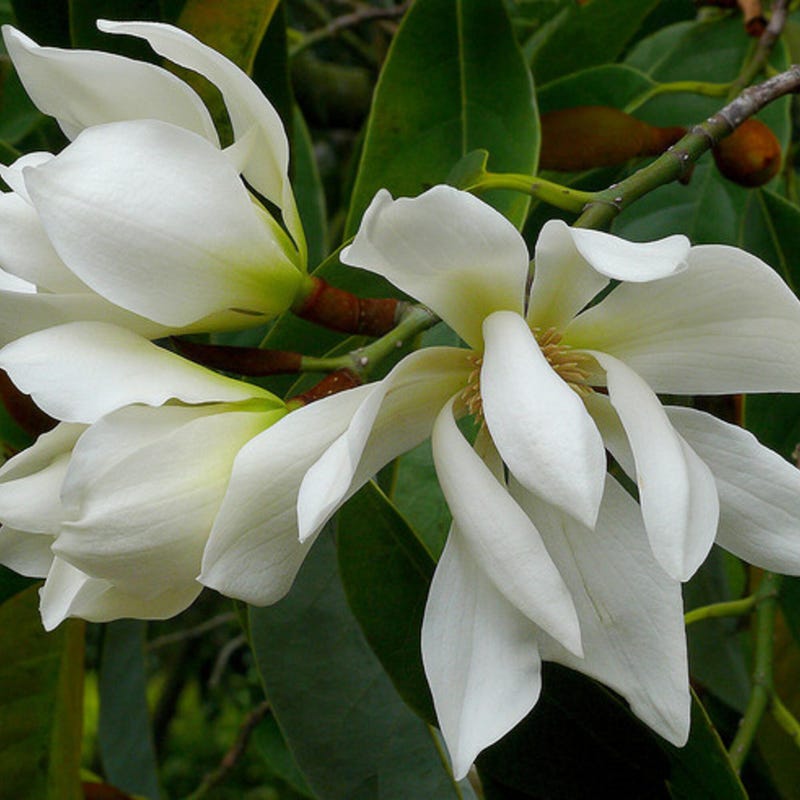 Magnolia Champaca Plant - Etsy