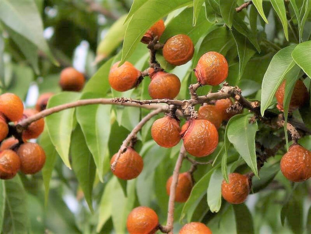 Sapindus Mukorossi 5 Seeds, Big Soap Nut Tree Soapberry Washnut - Etsy