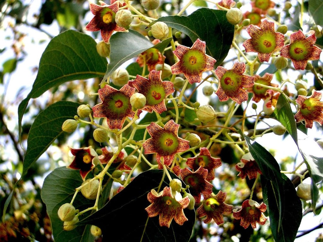 Brachychiton Populneus, Kurrajong Bottle Tree 5 Seeds, Australian ...
