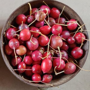 Capparis Decidua 10 Seeds, Karira Edible Bare Caper Vining Shrub Small ...
