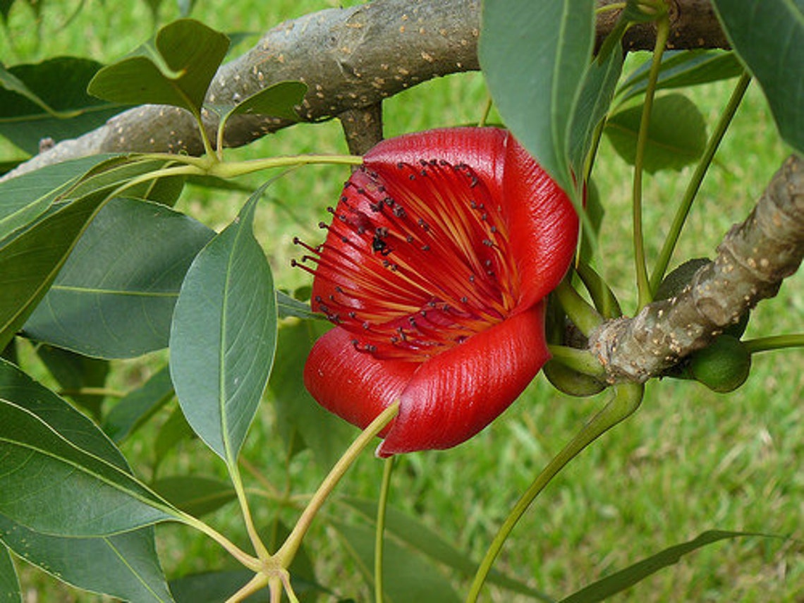 Bombax Ceiba Tree, Edible Red Silk Cotton Fruit 20 Seeds, Deciduous ...