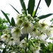 Elaeocarpus Floribundus Tree 4 Seeds, Evergreen Edible Indian Olive ...