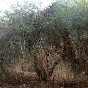 Capparis Decidua 10 Seeds, Karira Edible Bare Caper Vining Shrub Small ...