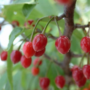 Prunus Cerasoides Puddum 20 Seeds, Wild Himalayan Cherry Fruit Tree ...