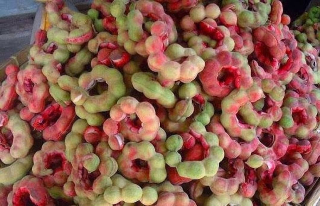 Pithecellobium Dulce Tree 15 Seeds, Manila Tamarind, Madras Thorn, or ...