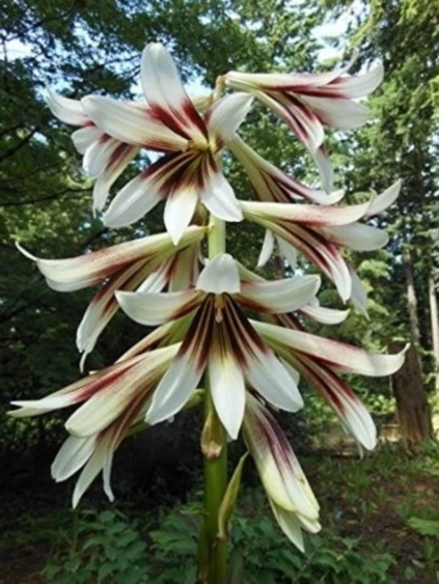 Cardiocrinum Giganteum 10 Seeds, Giant Himalayan Lily Fragrant ...