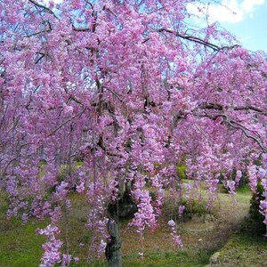 Prunus Cerasoides Puddum 20 Seeds, Wild Himalayan Cherry Fruit Tree ...